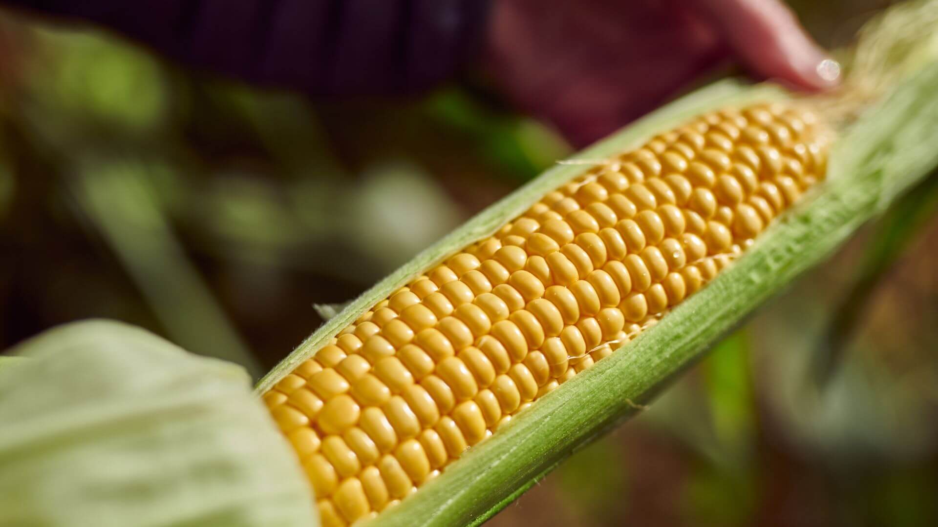 Freshlock® - A Veggie Revolution