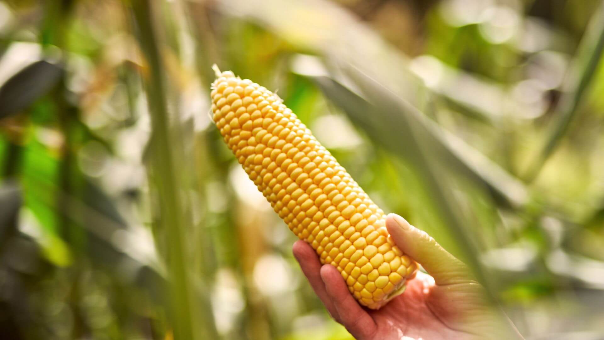 Freshlock® - A Veggie Revolution